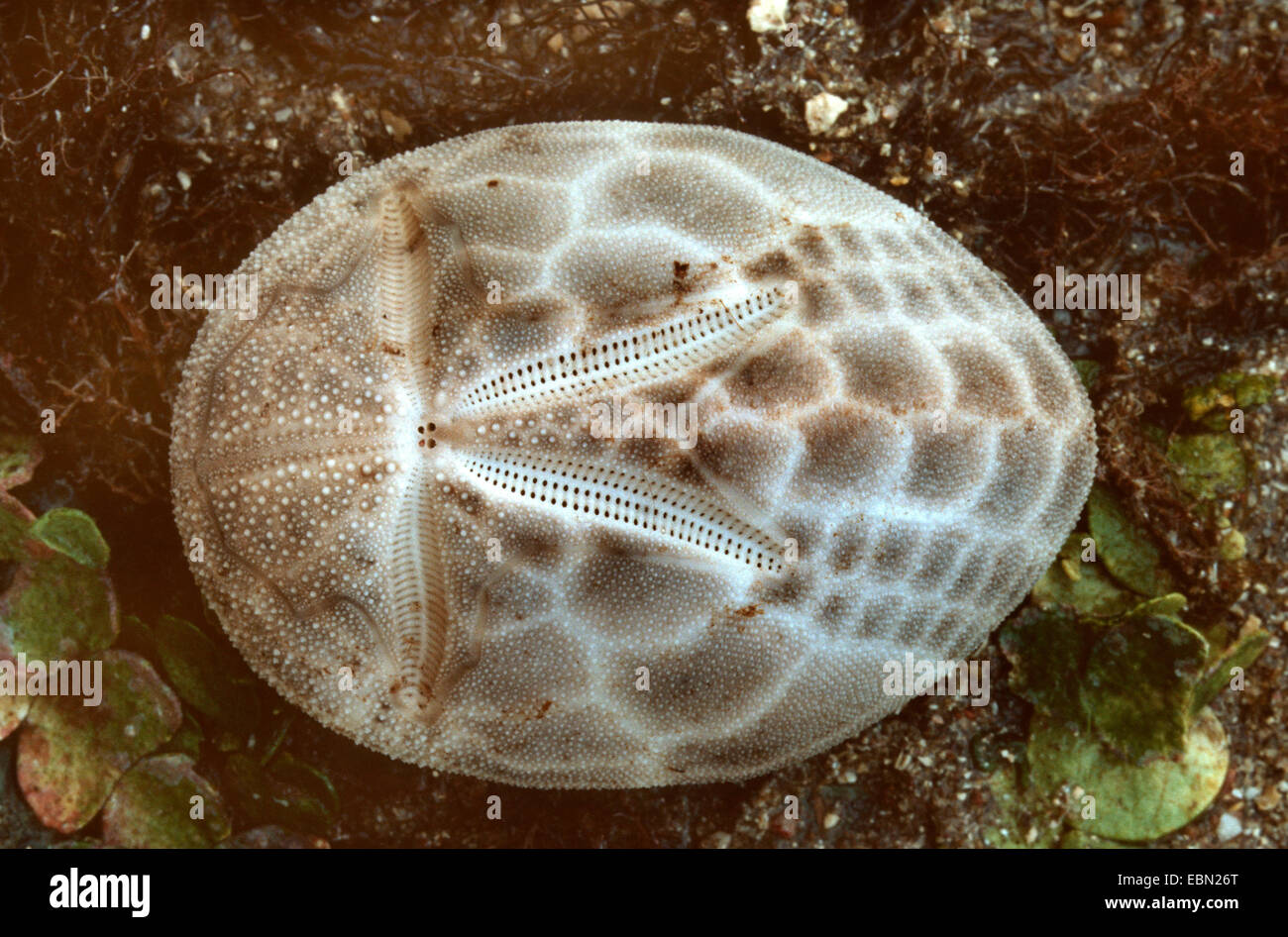 grey heart-urchin, grooved burrowing urchin (Brissus unicolor), on sea ...