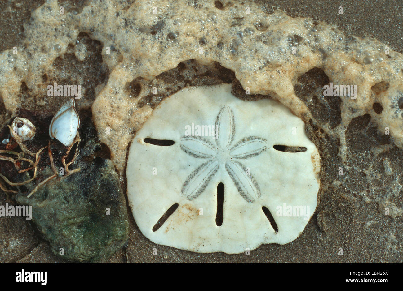 Phylum Echinodermata Sand Dollar