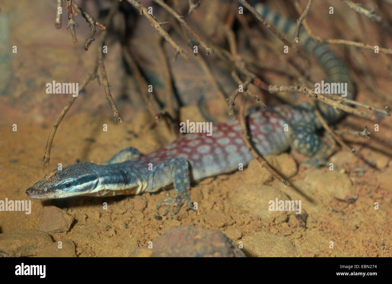 Varanus lizards hi-res stock photography and images - Alamy