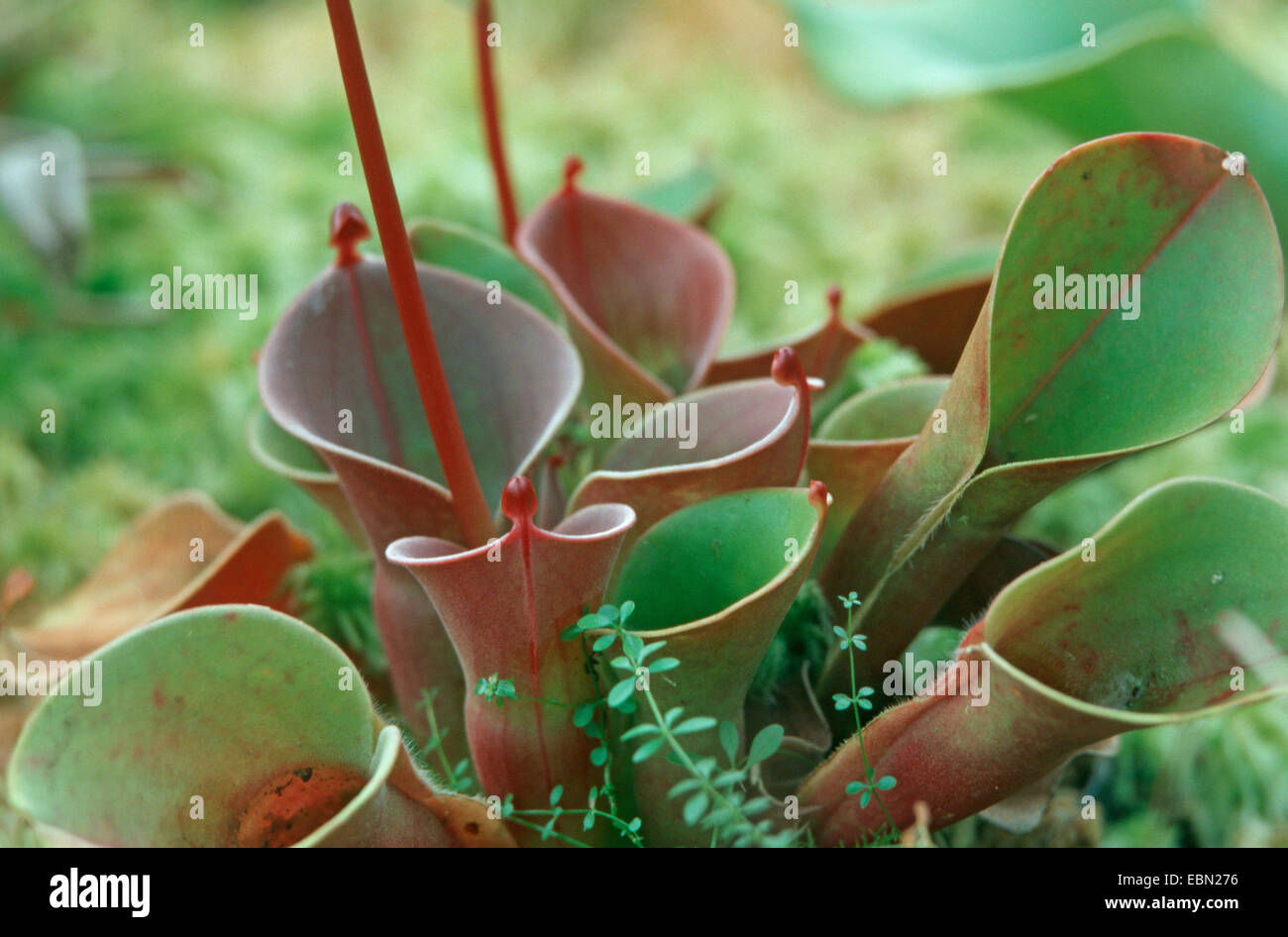 sun pitcher (Heliamphora minor), traps Stock Photo - Alamy