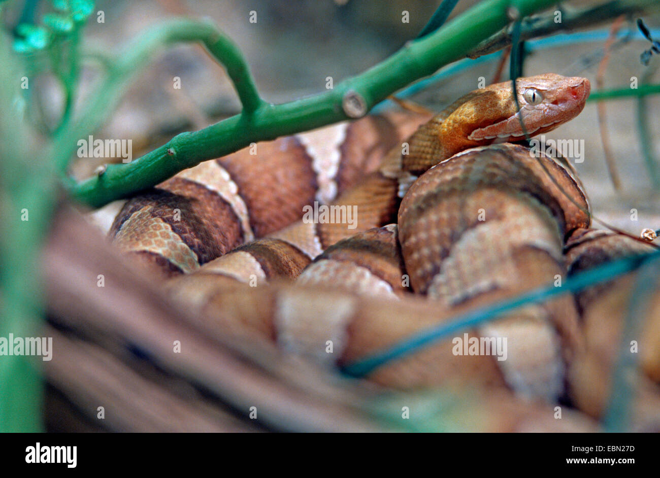 copperhead (Agkistrodon contortrix pictigaster), hidden under plants ...