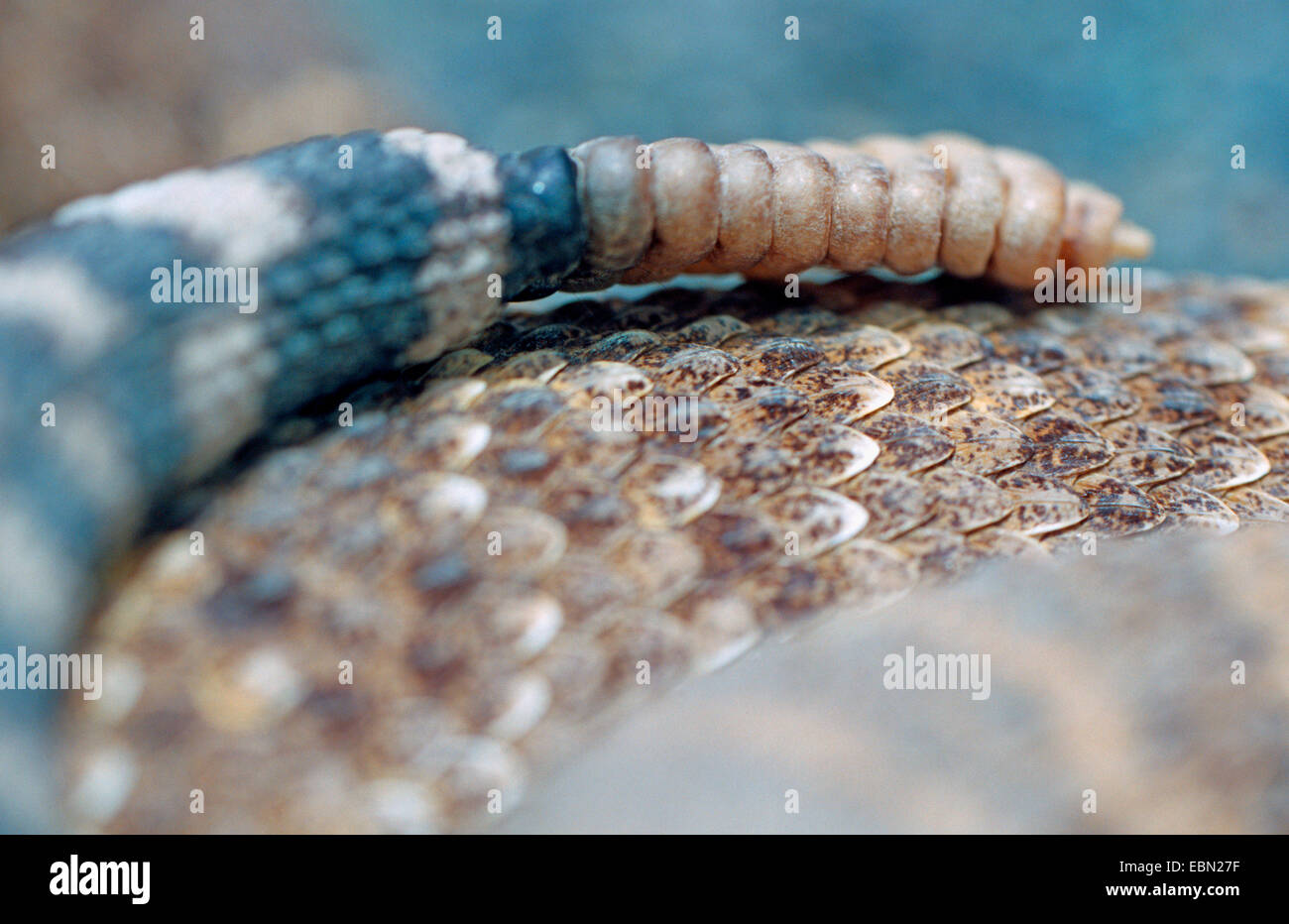 Rattle snake scales detail hi-res stock photography and images - Alamy