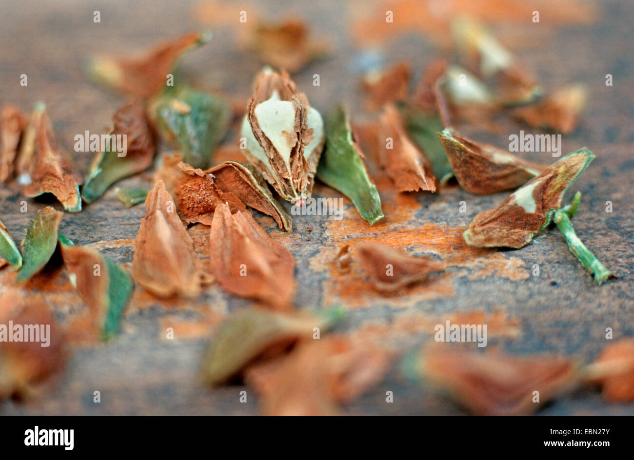Boswellia sacra fruit hi-res stock photography and images - Alamy