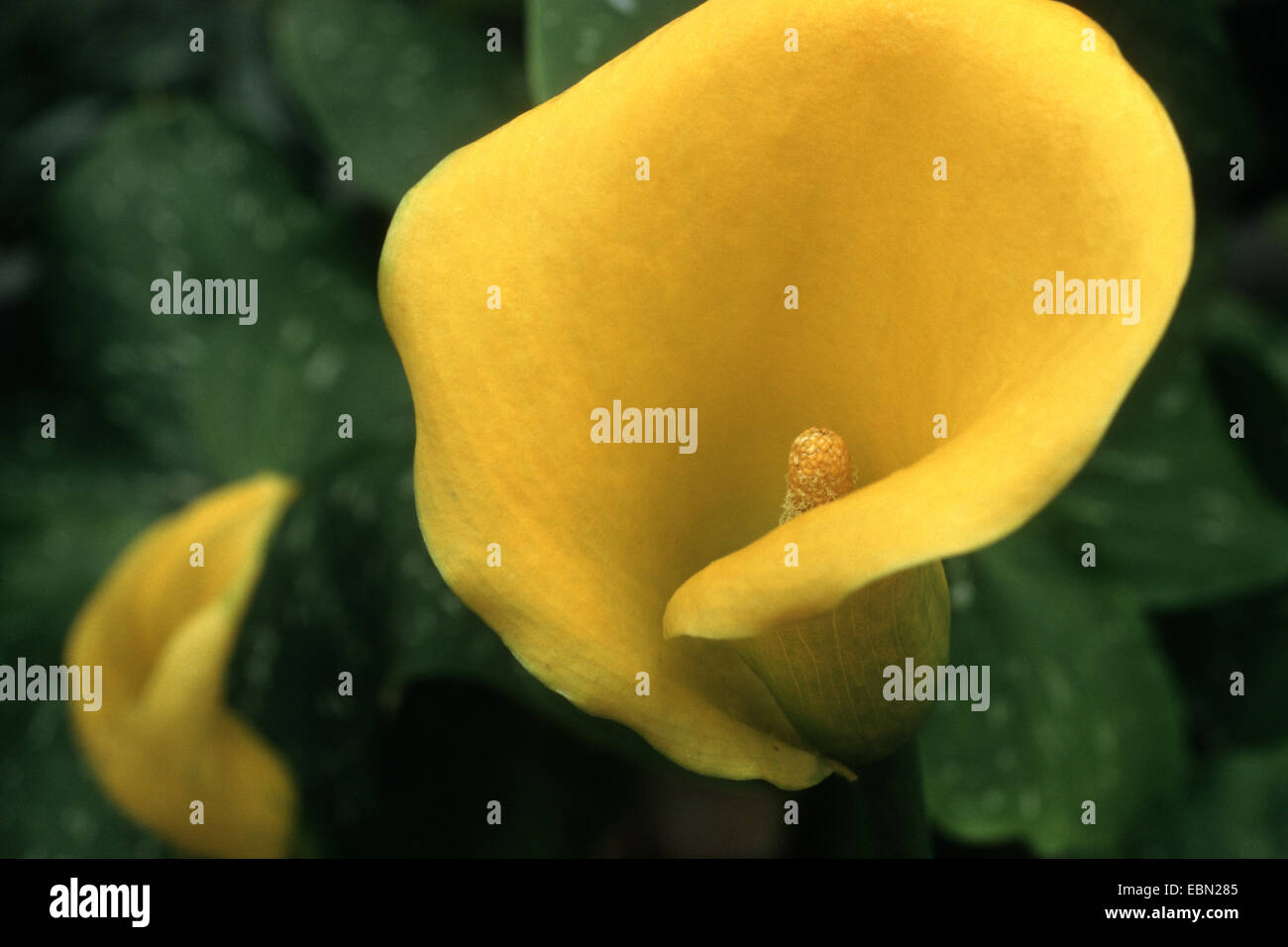 calla lily (Zantedeschia elliottiana), inflorescence Stock Photo - Alamy