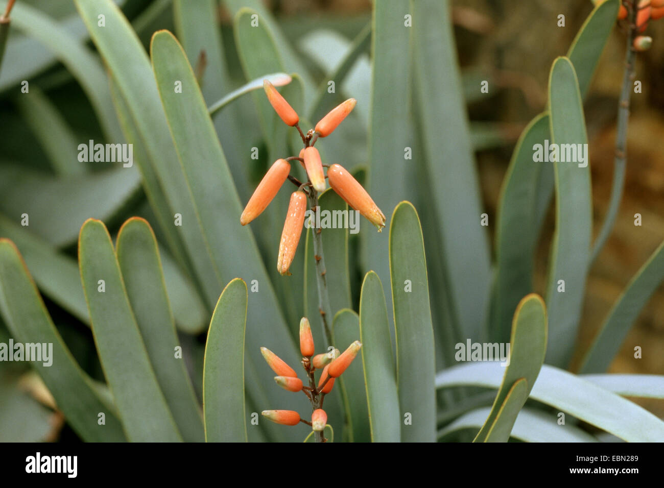 Fan aloe (Aloe plicatilis), blooming Stock Photo - Alamy