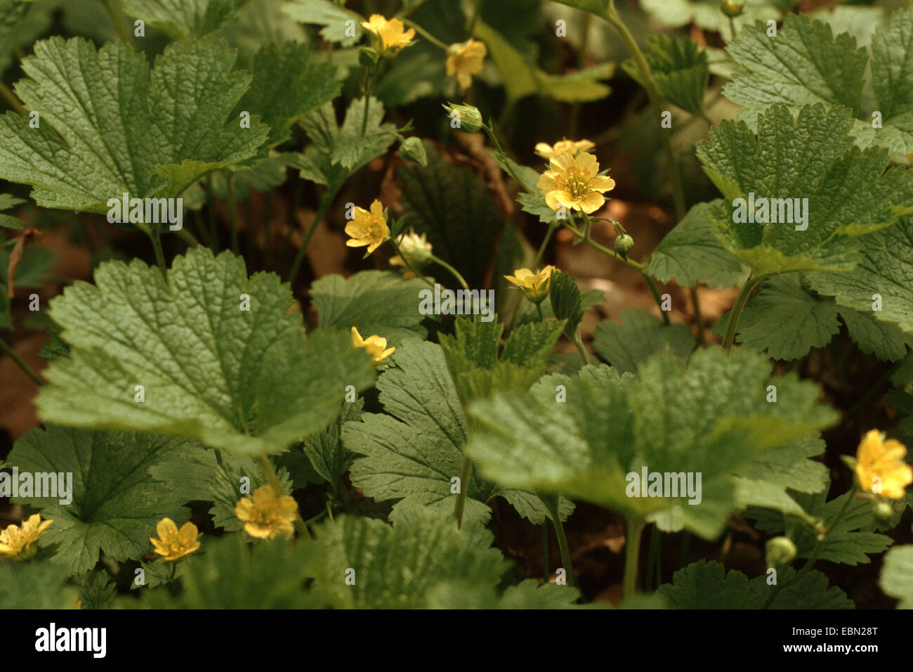 Waldsteinia (Waldsteinia geoides), blooming Stock Photo - Alamy