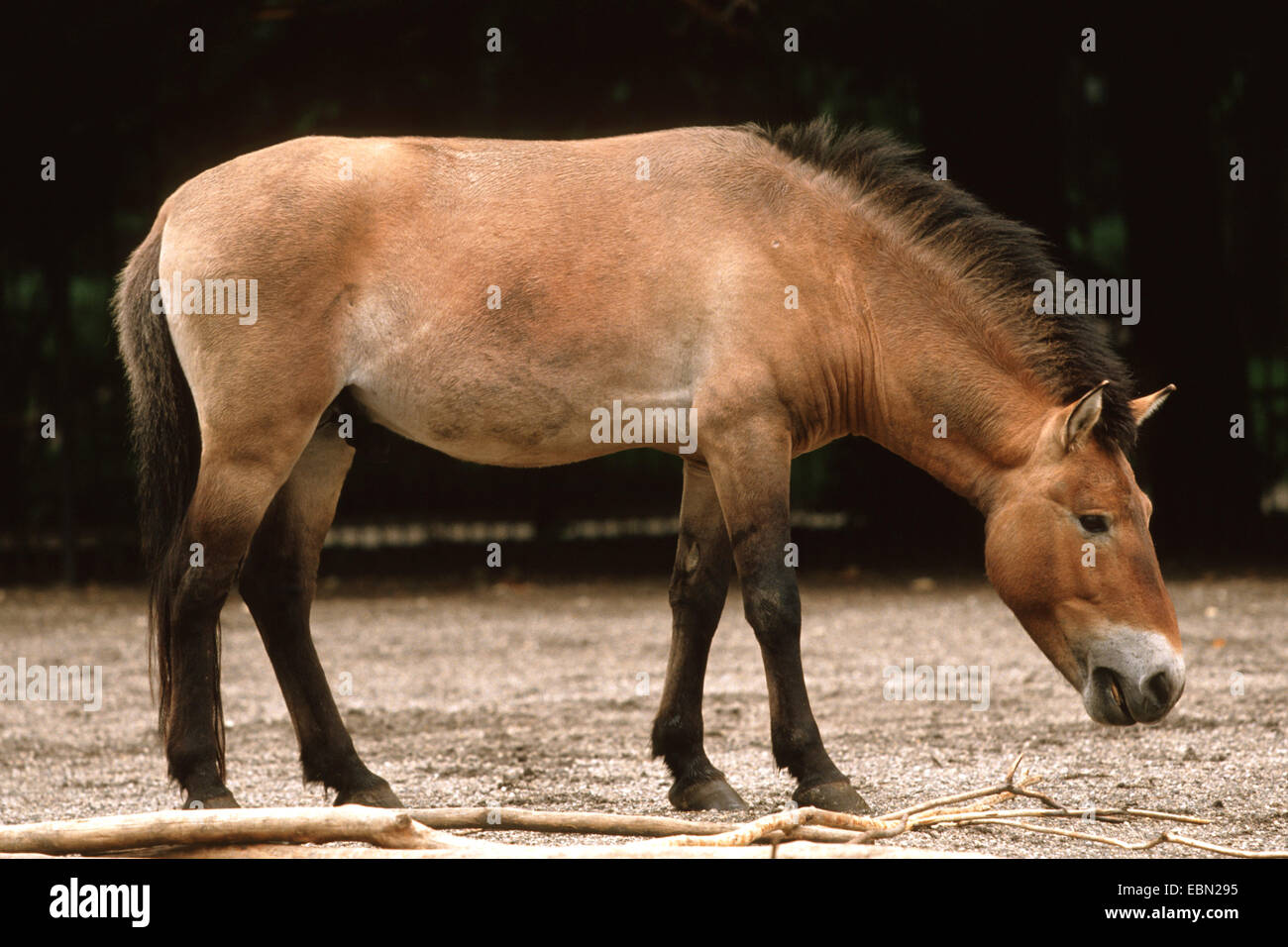 Przewalski's horse (Equus przewalski przewalski), in a zoo Stock Photo ...
