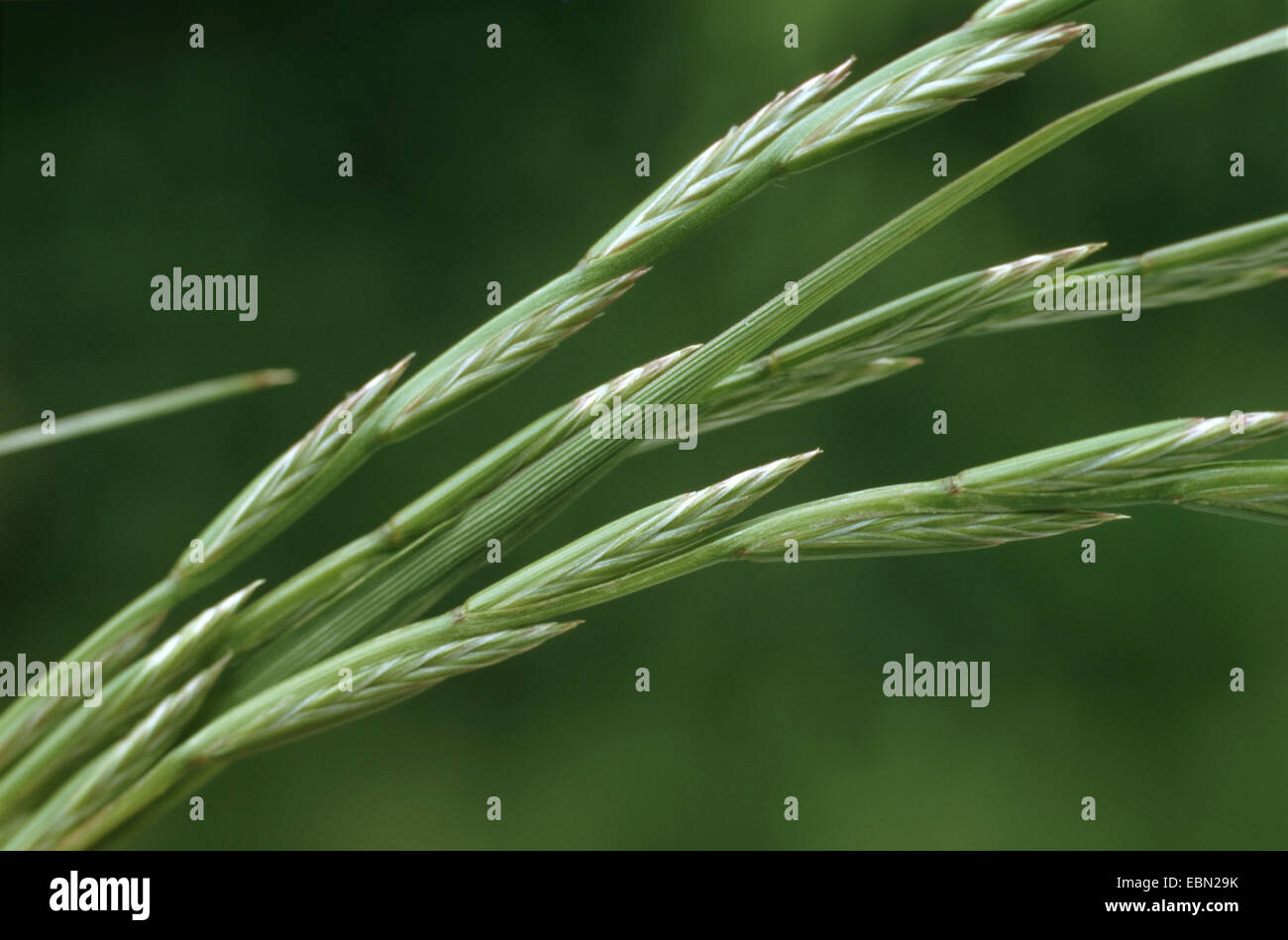 common darnel, common ray, perennial ray, perennial rye-grass (Lolium ...
