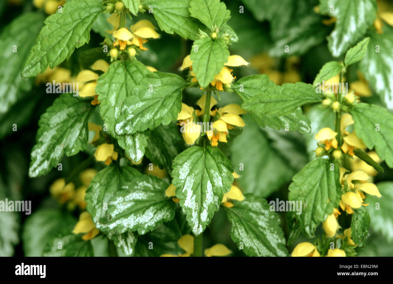 yellow dead-nettle (Lamium galeobdolon), blooming, Germany Stock Photo ...