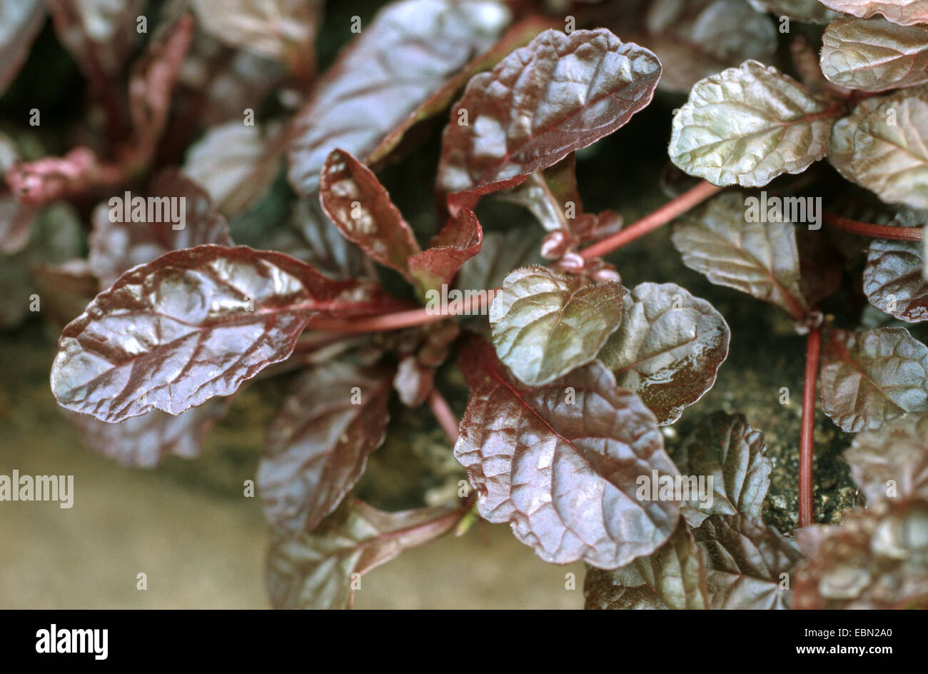 common bugle, creeping bugleweed (Ajuga reptans), leaves Stock Photo ...