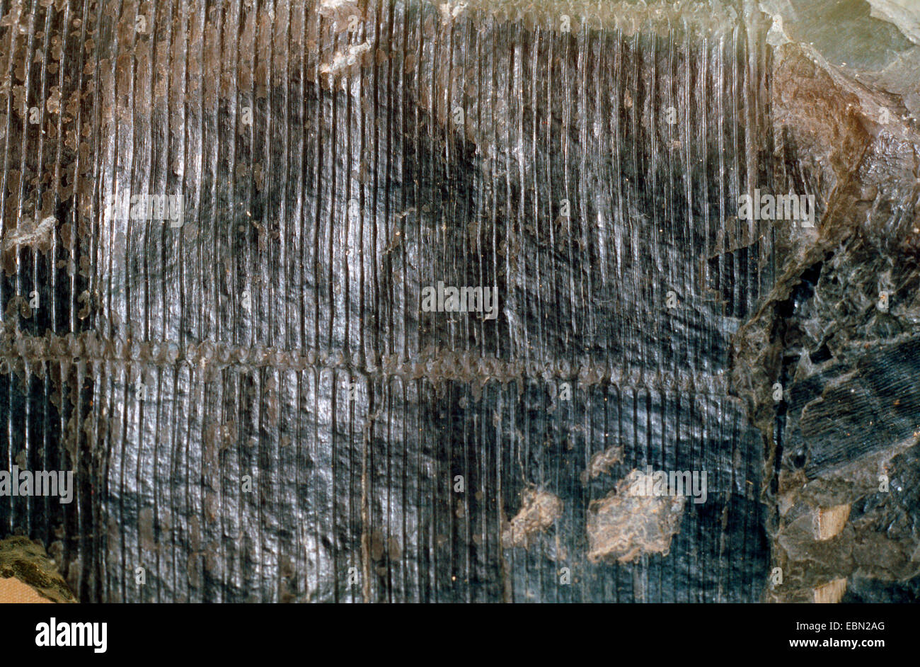 Calamites calamitaceae hi-res stock photography and images - Alamy