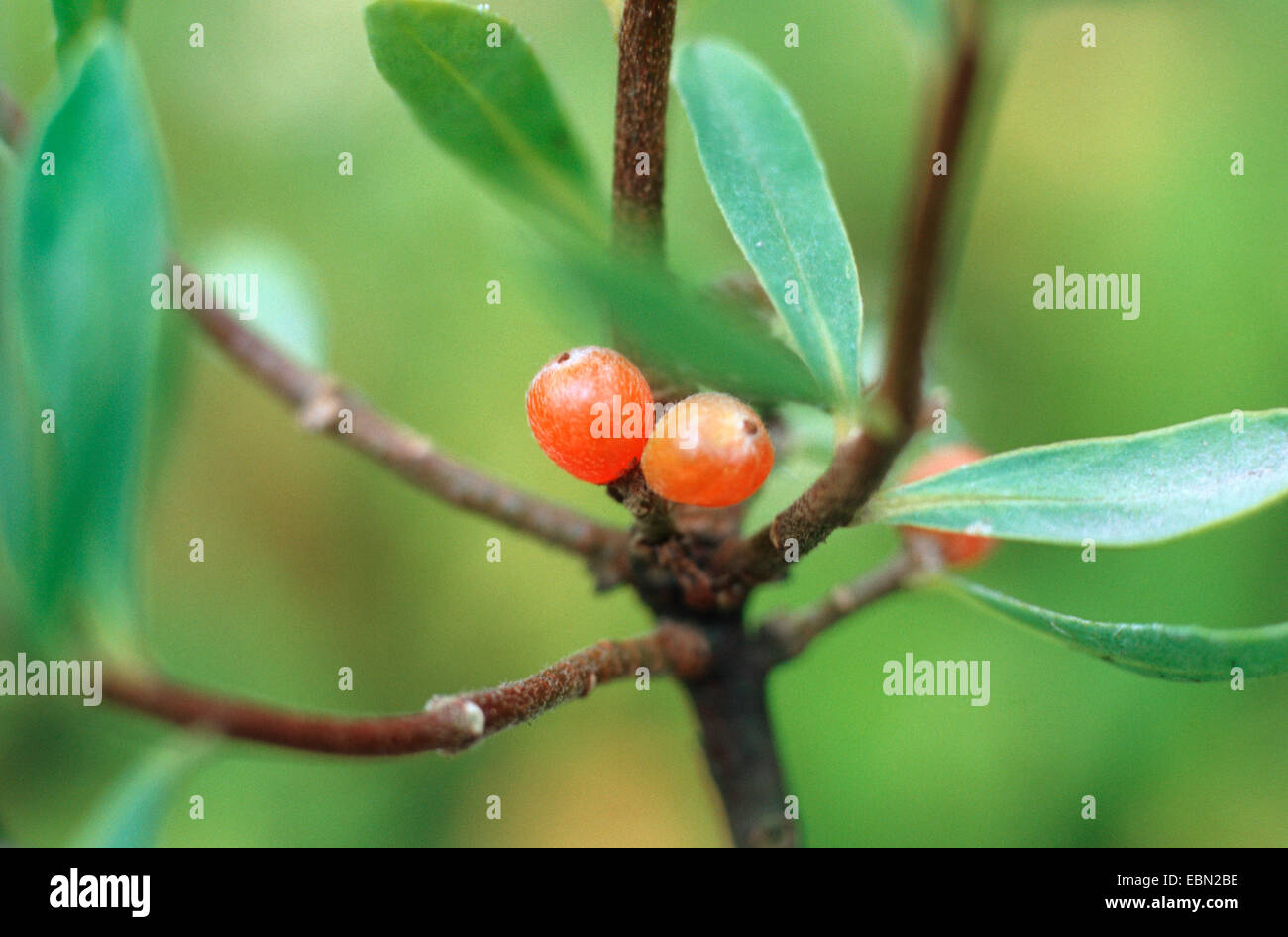 alpine daphne (Daphne alpinum), with fruits Stock Photo - Alamy