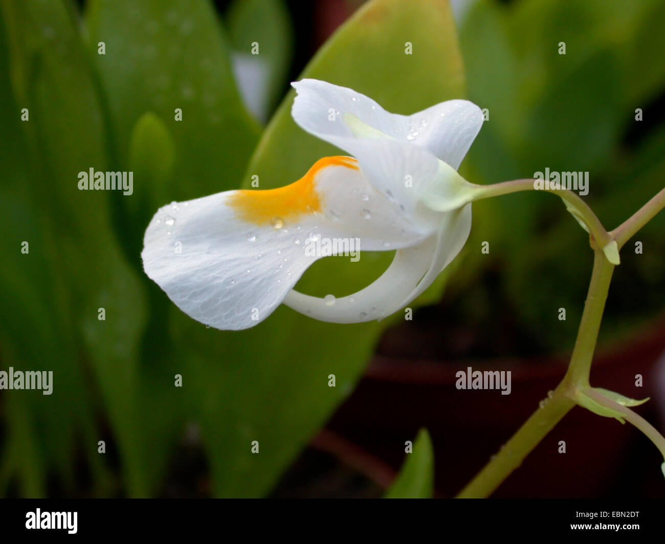 alpine bladderwort (Utricularia alpina), flower Stock Photo - Alamy