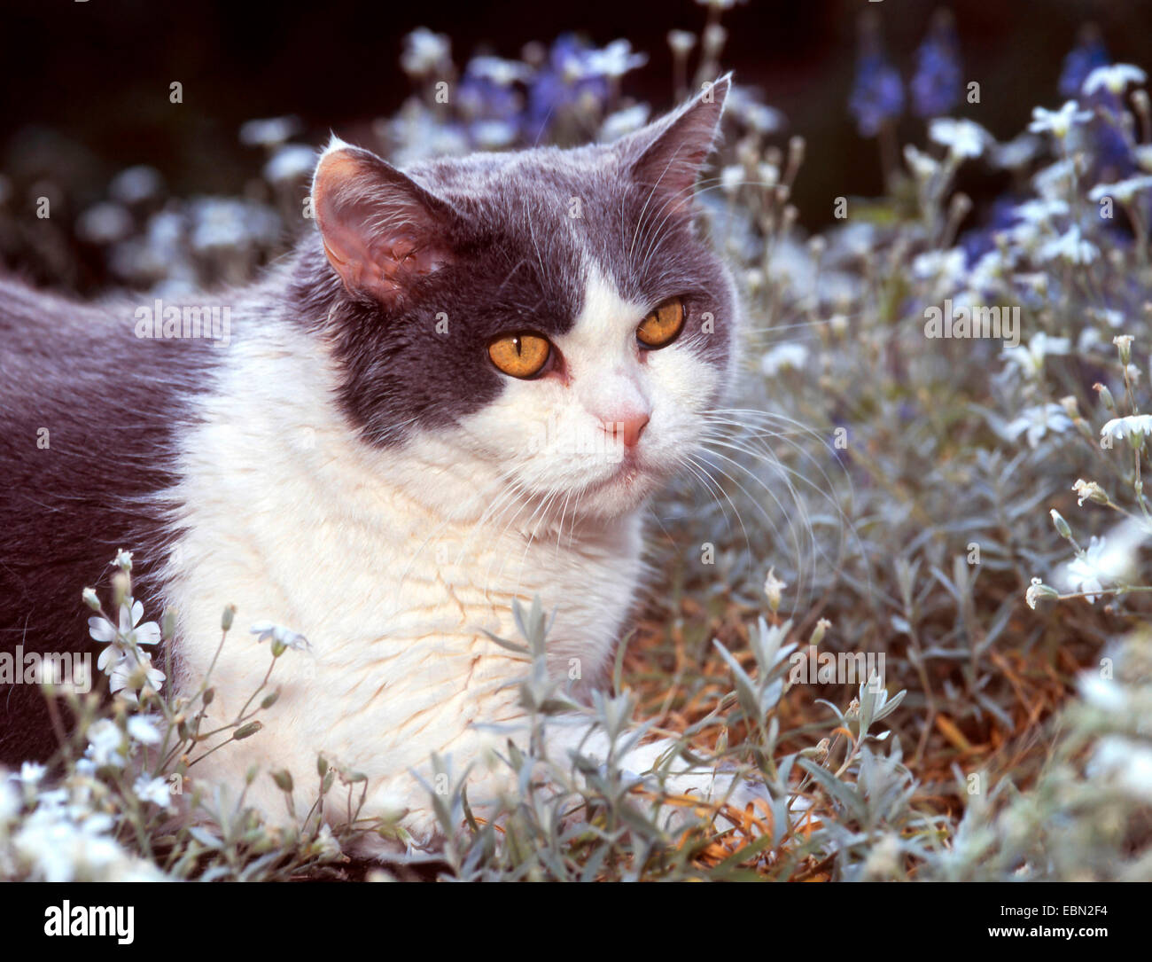 domestic cat, house cat (Felis silvestris f. catus), blue-white cat ...