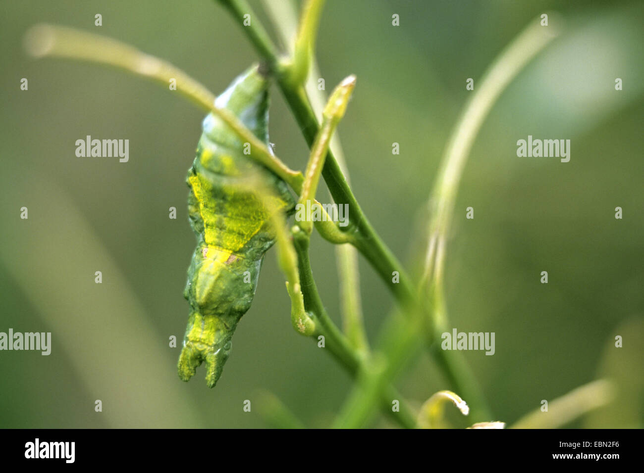 Gold Rim Swallowtail, Polydamas Swallowtail (Battus polydamas), pupa at ...