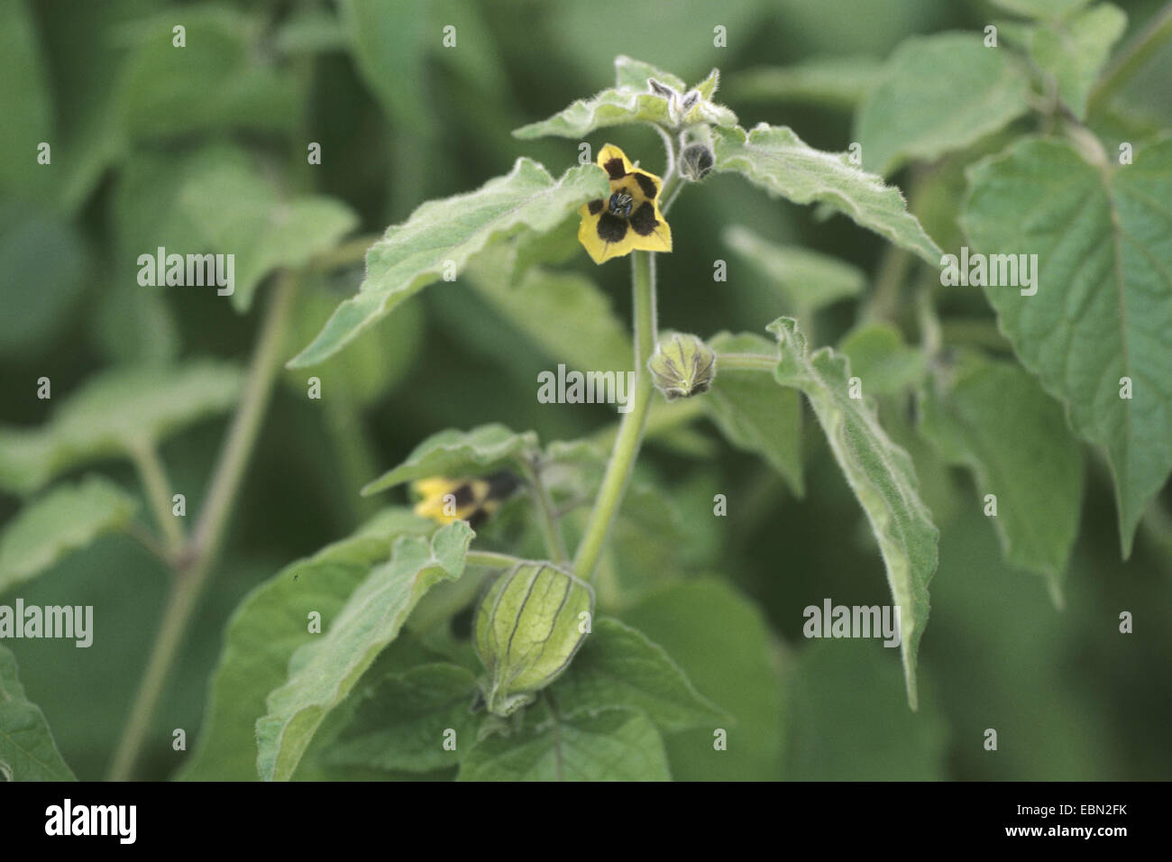 Ground cherry hi-res stock photography and images - Alamy