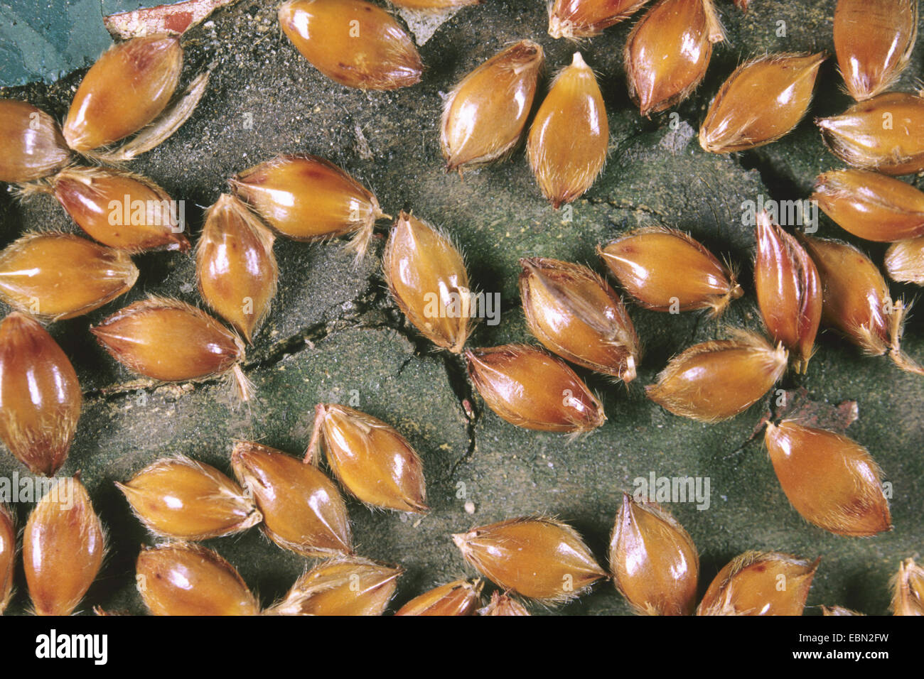 Johnson grass, sorghum (Sorghum halepense), grains Stock Photo - Alamy