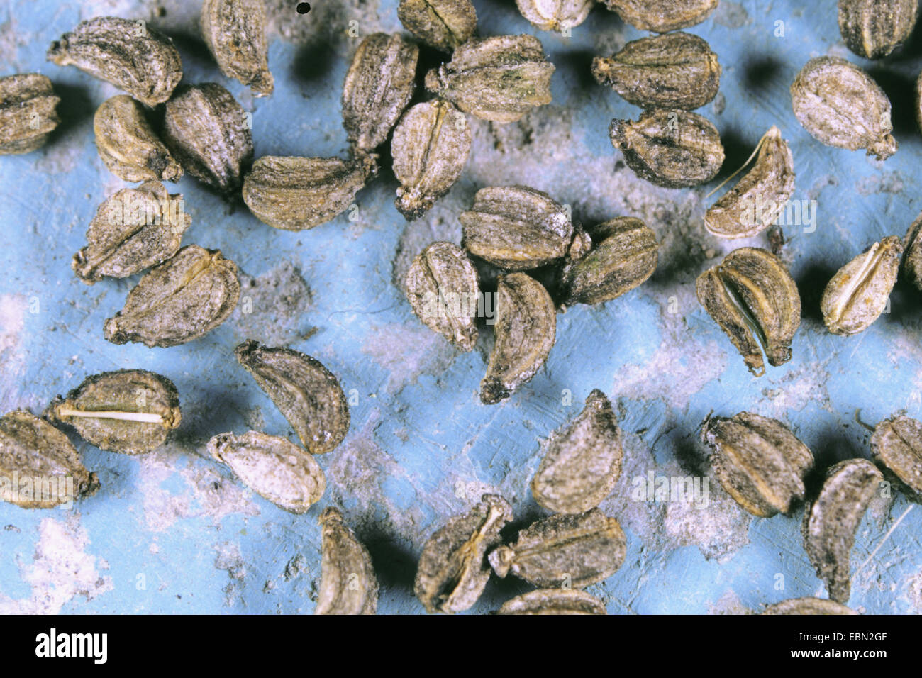 Conium maculatum seeds hi-res stock photography and images - Alamy