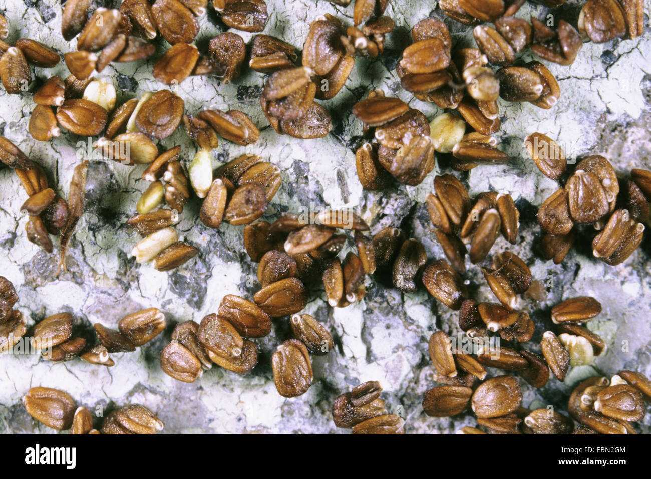 Lycopus europaeus gypsywort hi-res stock photography and images - Alamy