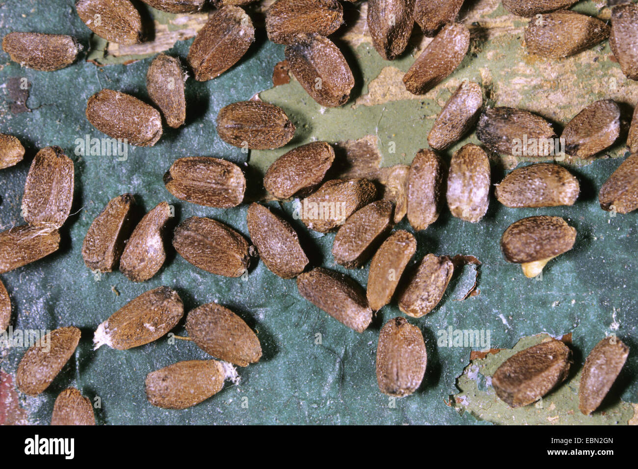 common horehound, common hoarhound, white horehound (Marrubium vulgare ...