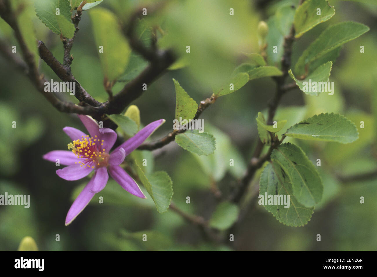 Crossberry (Grewia occidentalis), blooming Stock Photo - Alamy