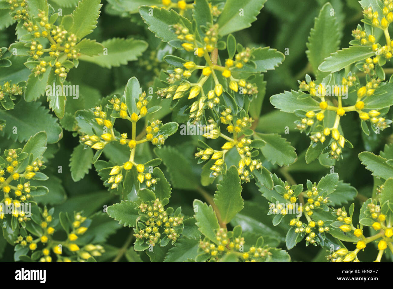 Jennys stonecrop sedum reflexum hi-res stock photography and images - Alamy