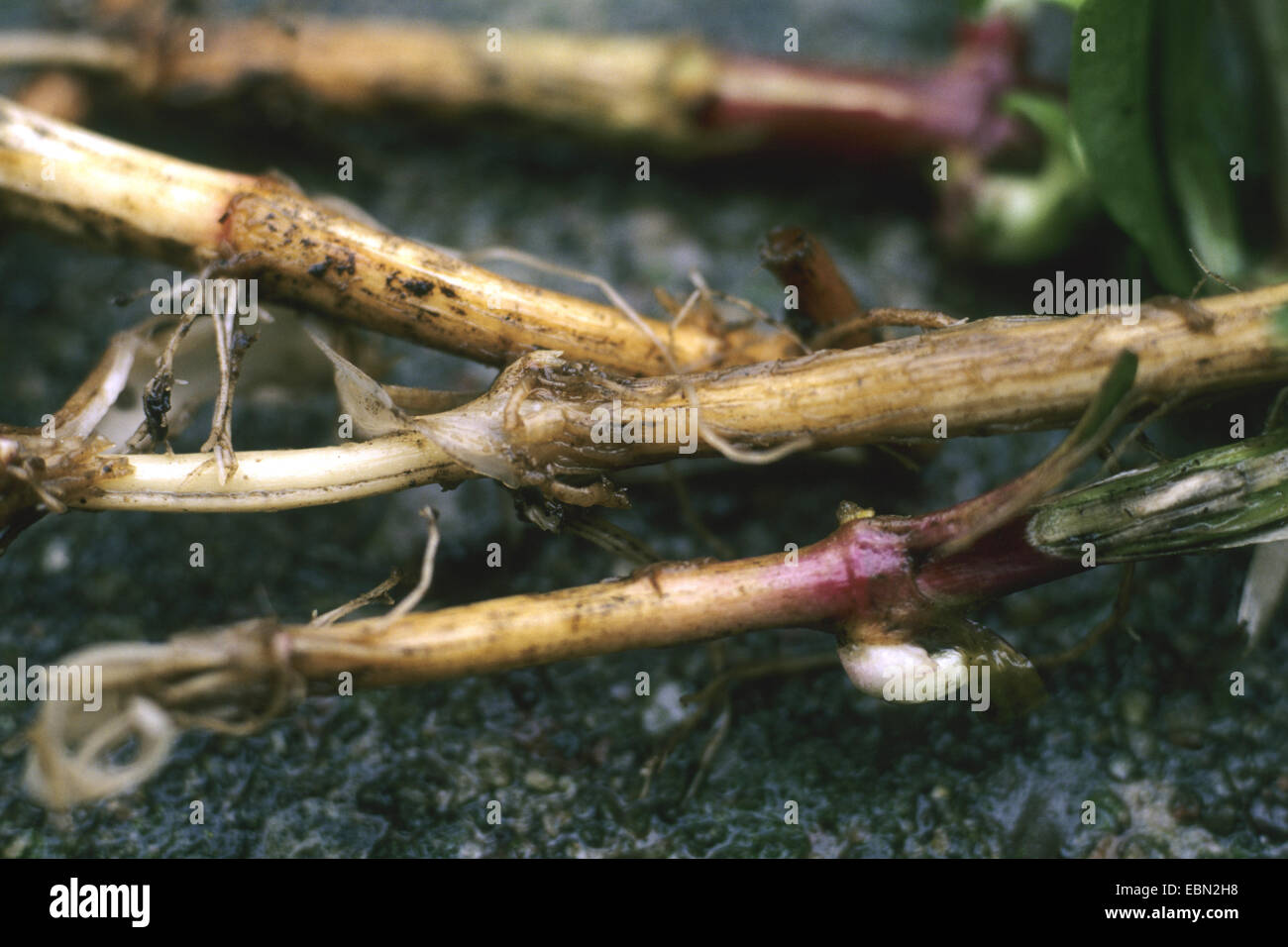 bouncingbet, bouncing-bet, soapwort (Saponaria officinalis), roots ...