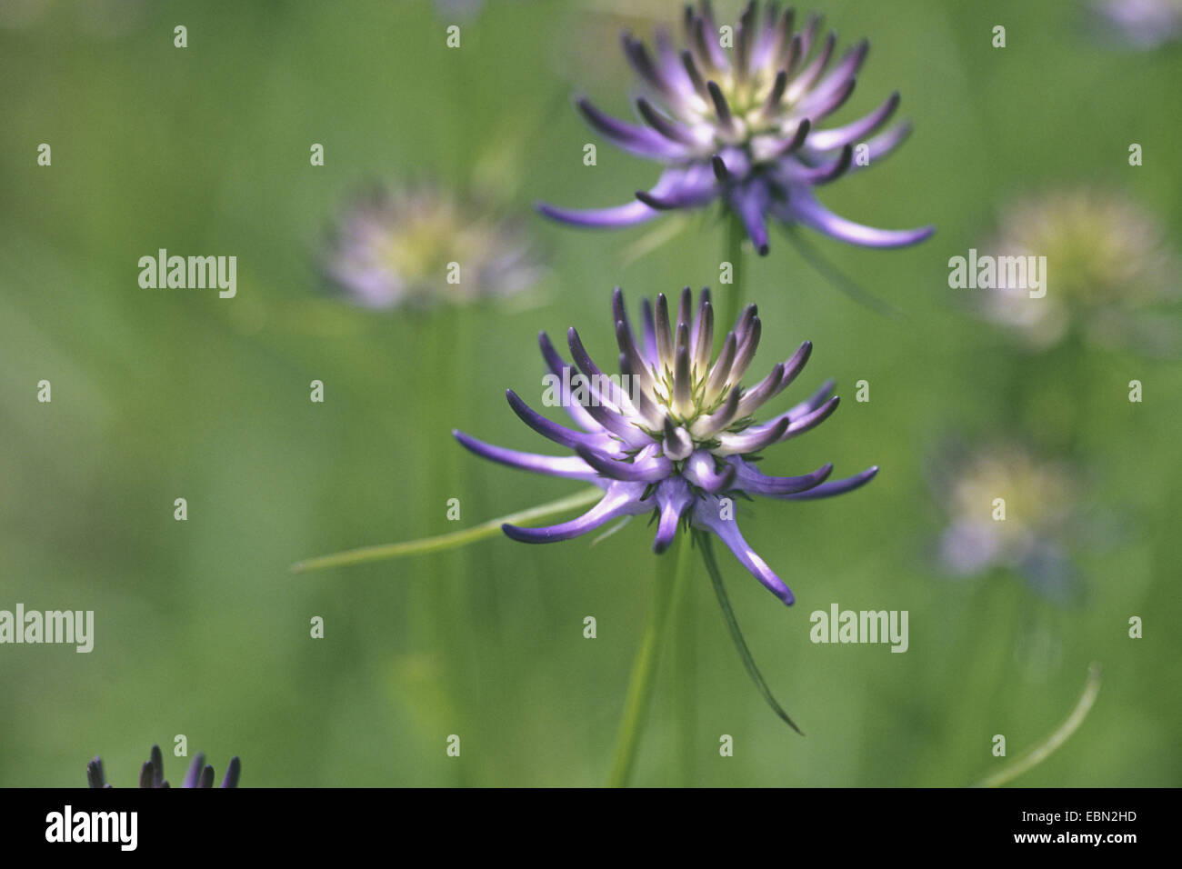 round-headed rampion (Phyteuma orbiculare), blooming, Germany Stock ...