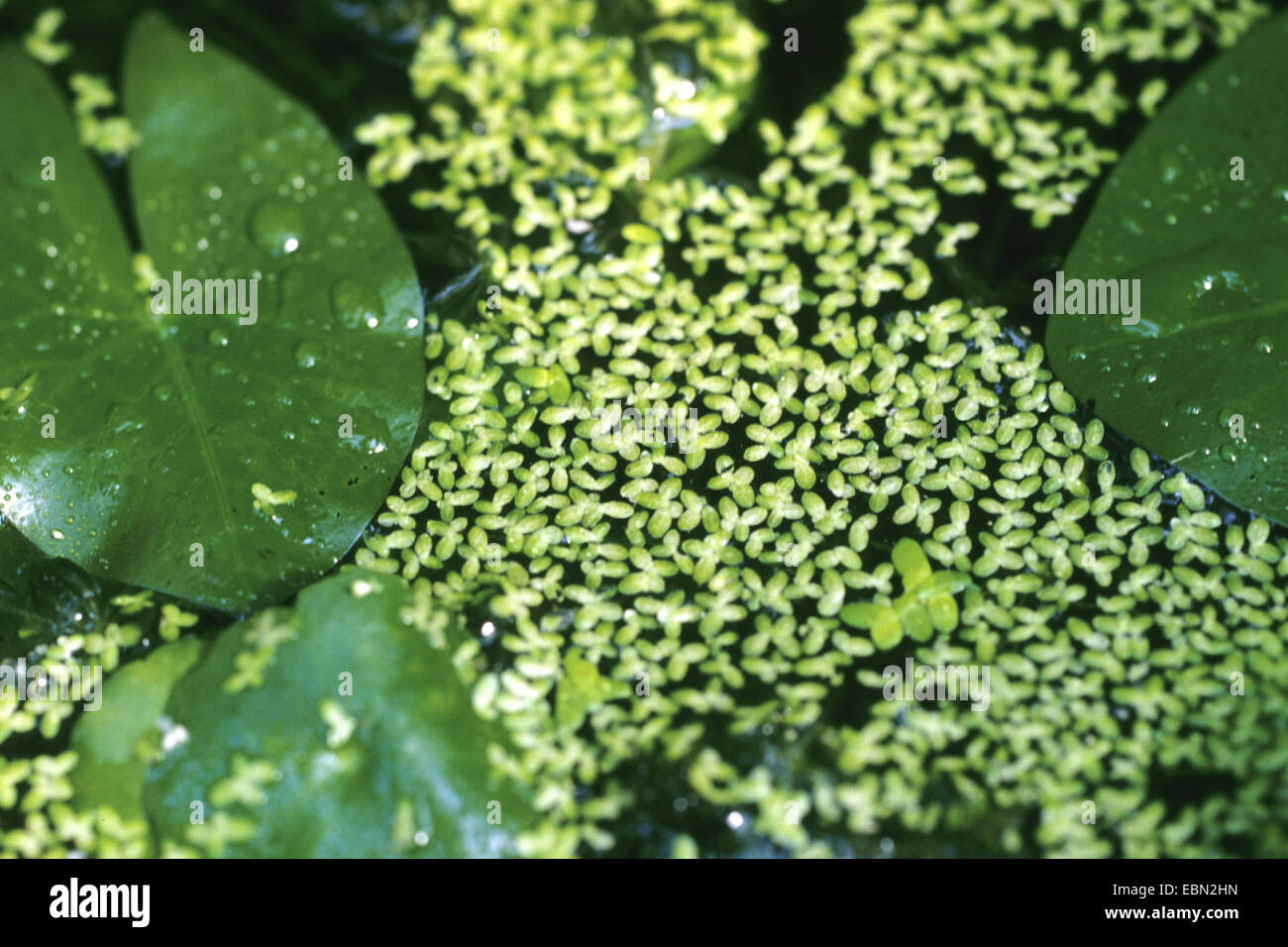 common duckweed, lesser duckweed (Lemna minor), Germany Stock Photo - Alamy
