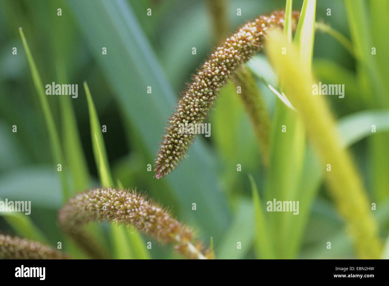 Bristlegrass, Plains Bristle Grass, Plains Bristlegrass, Streambed ...