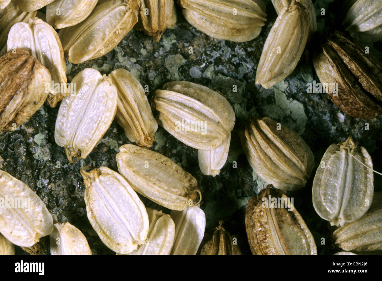 Garden angelica (Angelica archangelica), fruits, Germany Stock Photo ...