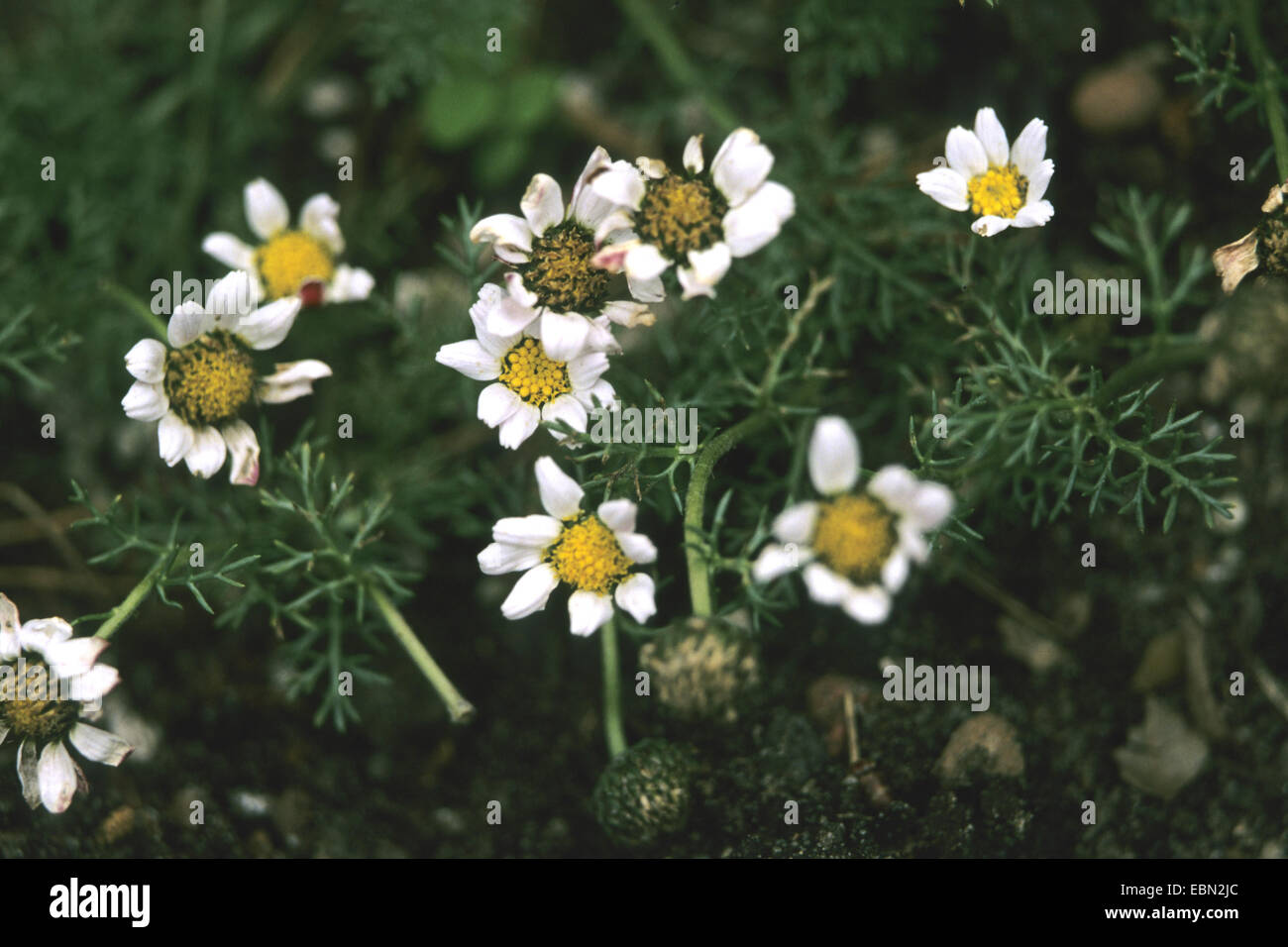 Pellitory hi-res stock photography and images - Alamy