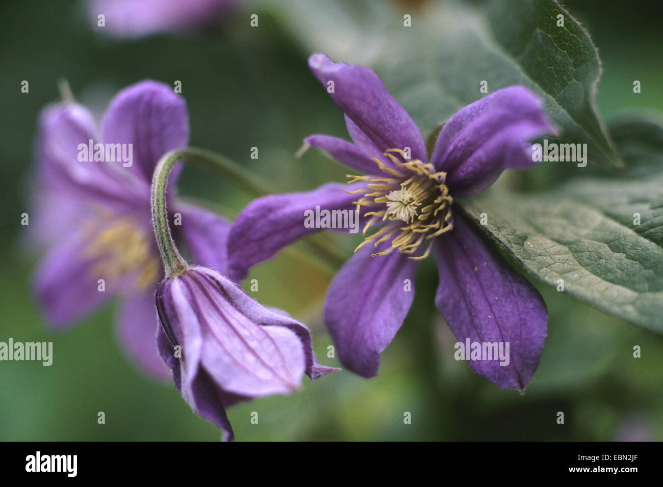 clematis, virgins-bower (Clematis 'Arabella', Clematis Arabella ...