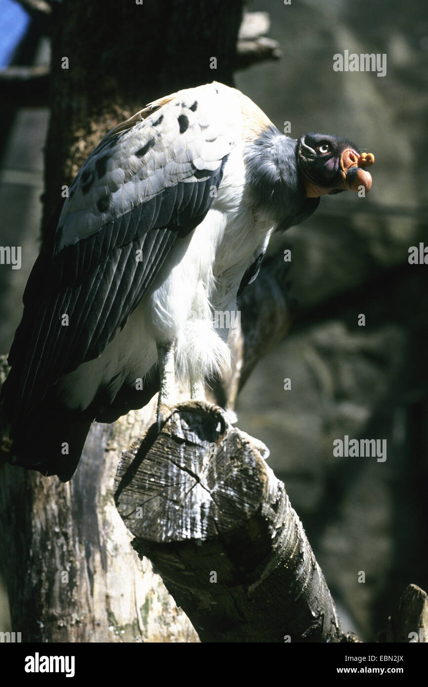 King vulture hi-res stock photography and images - Alamy