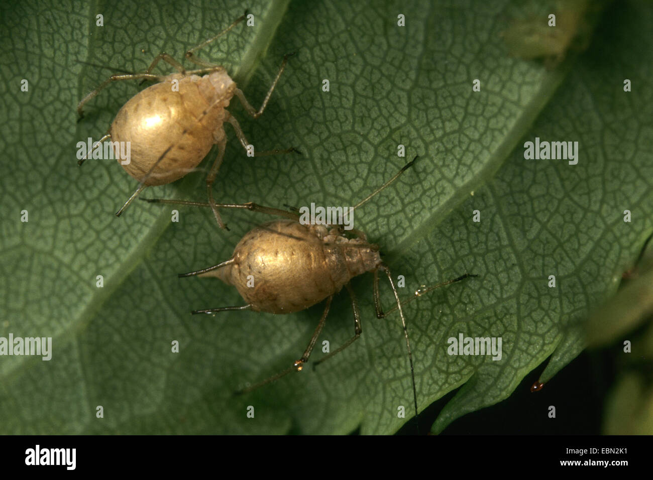 Parasitised hi-res stock photography and images - Alamy