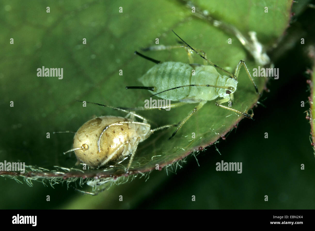 rose aphid, greenfly (Macrosiphum rosae), two rose aphids on a rose ...