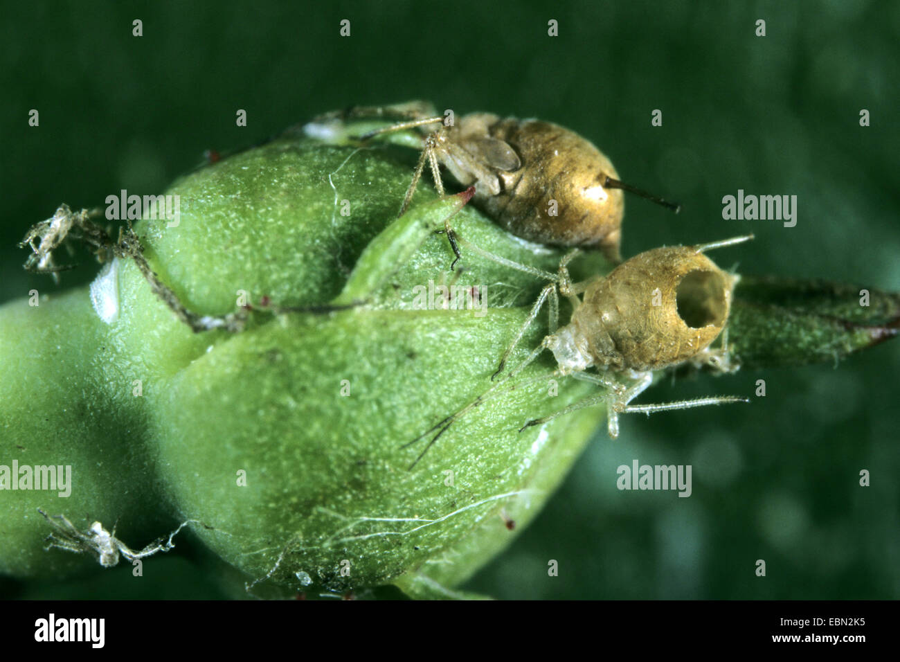 rose aphid, greenfly (Macrosiphum rosae), two rose aphids parasitised ...