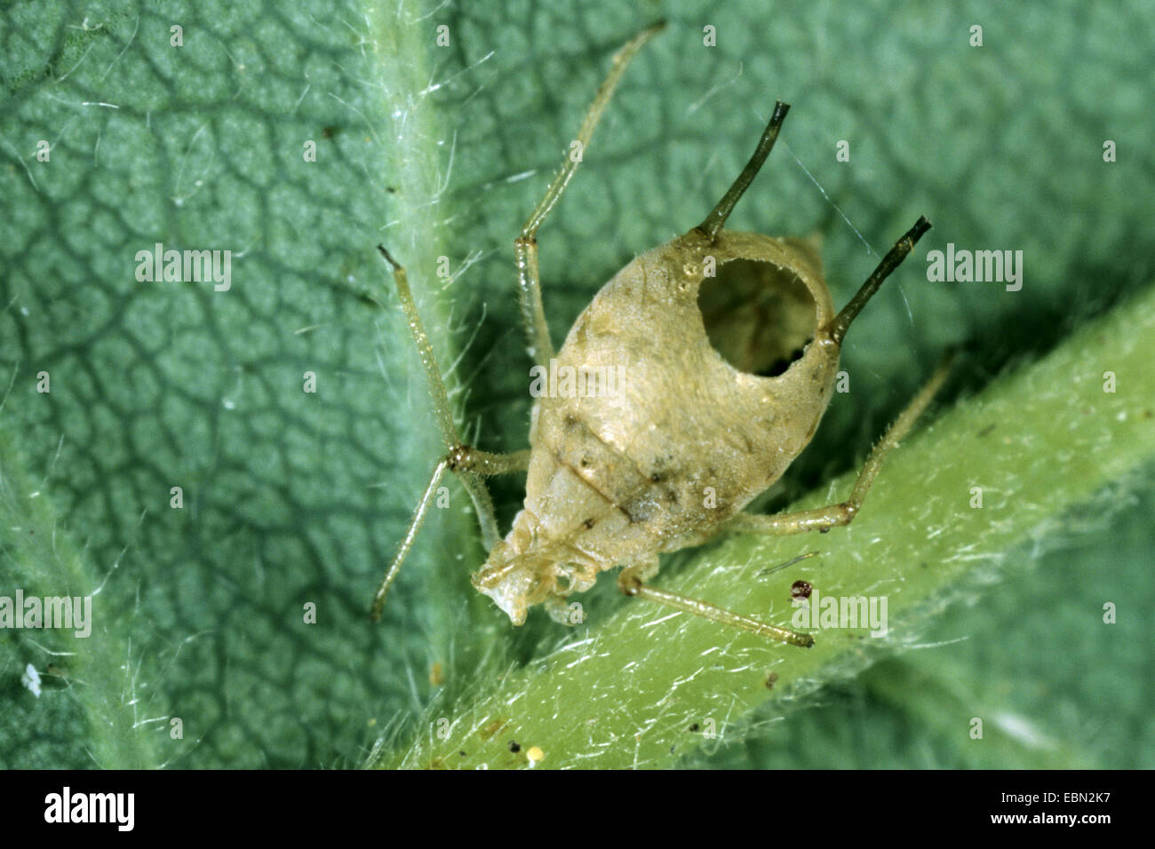 rose aphid, greenfly (Macrosiphum rosae), parasitised by Aphidius, with ...