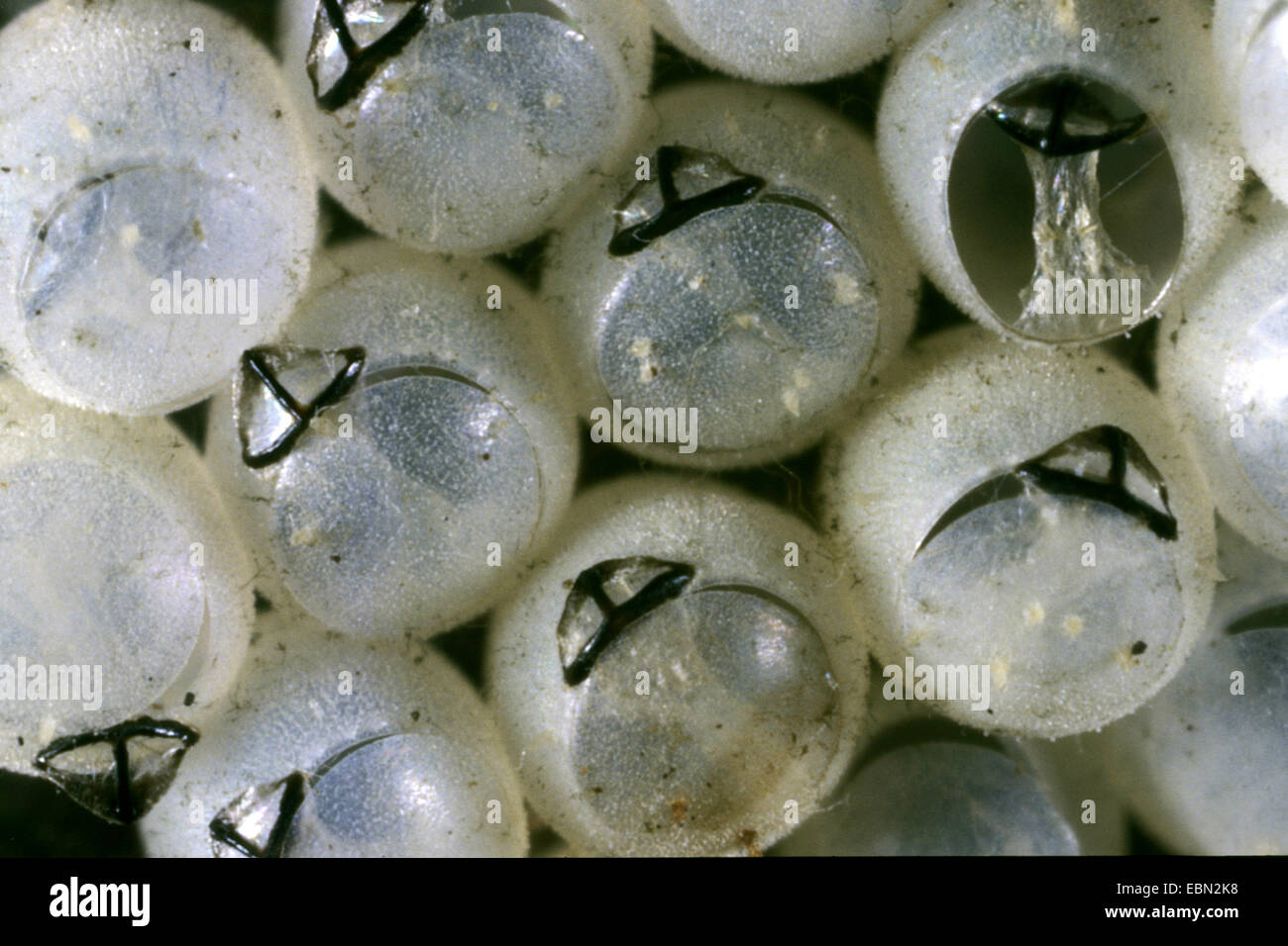 Shield bugs, Stink bugs (Pentatomidae), eggs of a Shield bug, empty ...