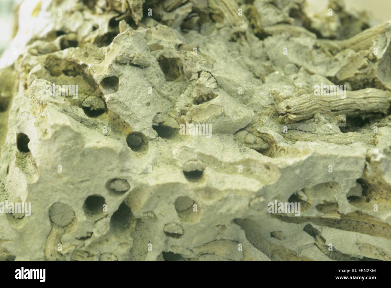 faxe kalk with corals, Denmark, Seeland Stock Photo - Alamy