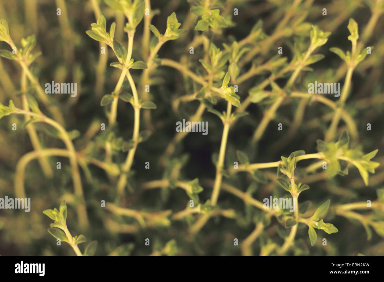 Garden thyme, English thyme, Common thyme (Thymus vulgaris 'Compactus ...