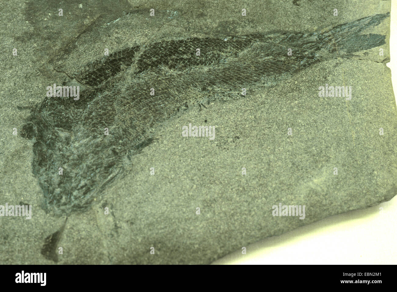 Palaeoniscus (Palaeoniscus vratislaviensis), fossilised fish, Permian ...