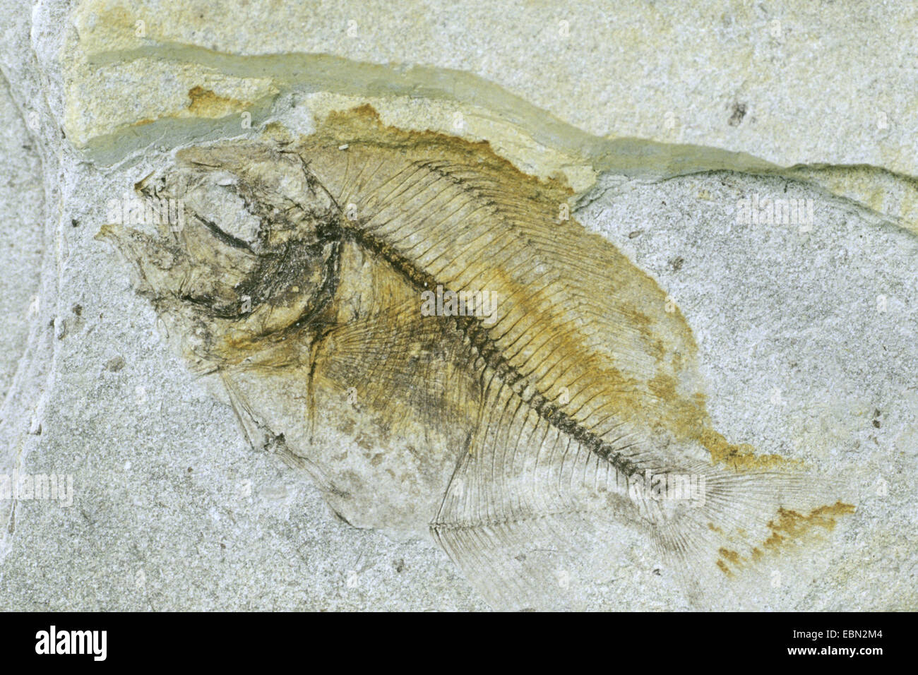 butterfish, gunnel (Pholis gunnellus), fossilised butterfish in cement ...
