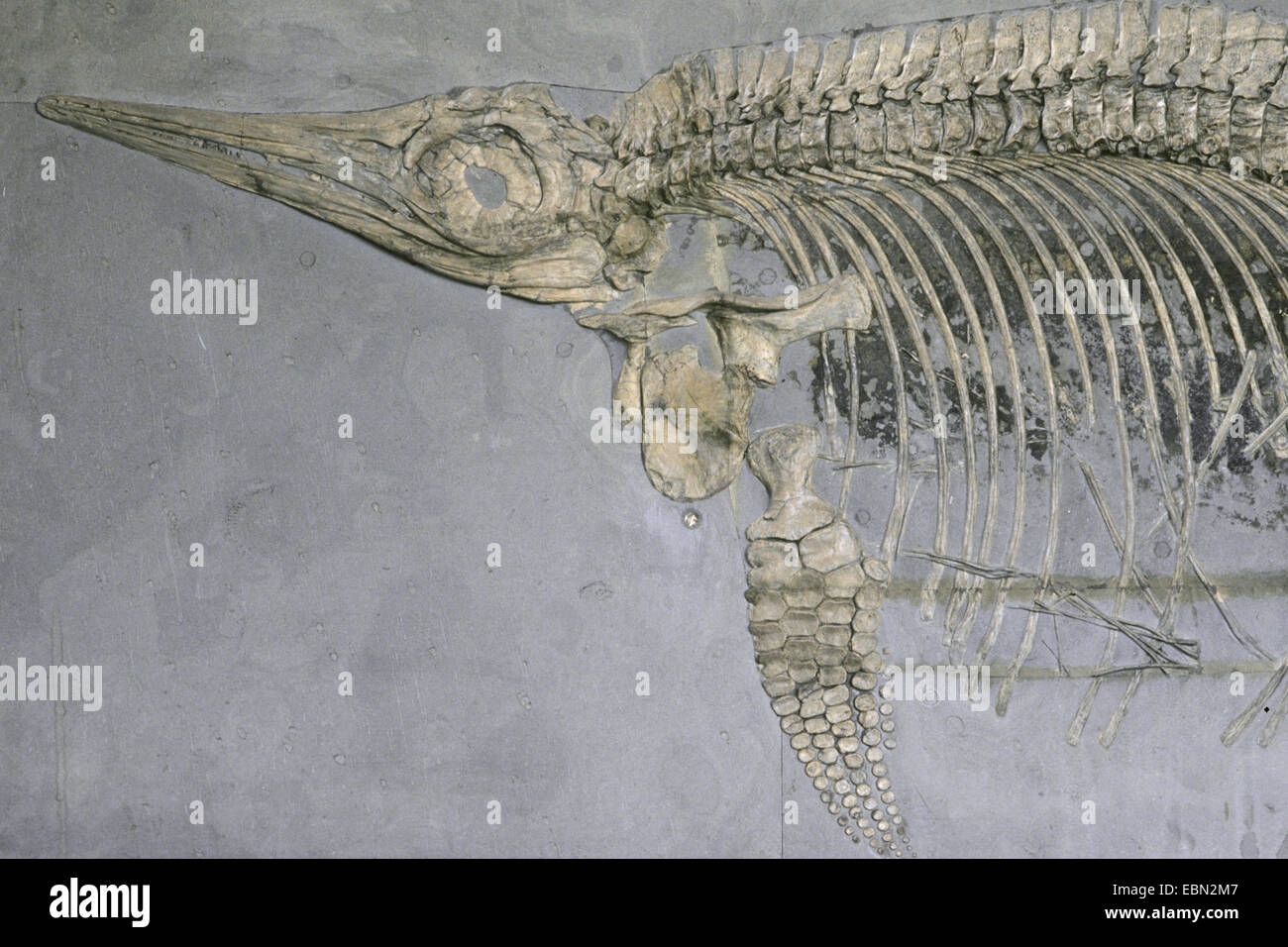 Ichthyosaurus (Ichthyosaurus stenopterygius), fossil of an ...