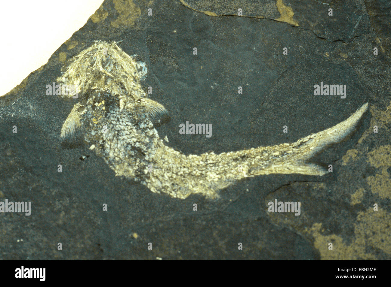 Elonichthys palatinus elonichthys palatinus hi-res stock photography ...