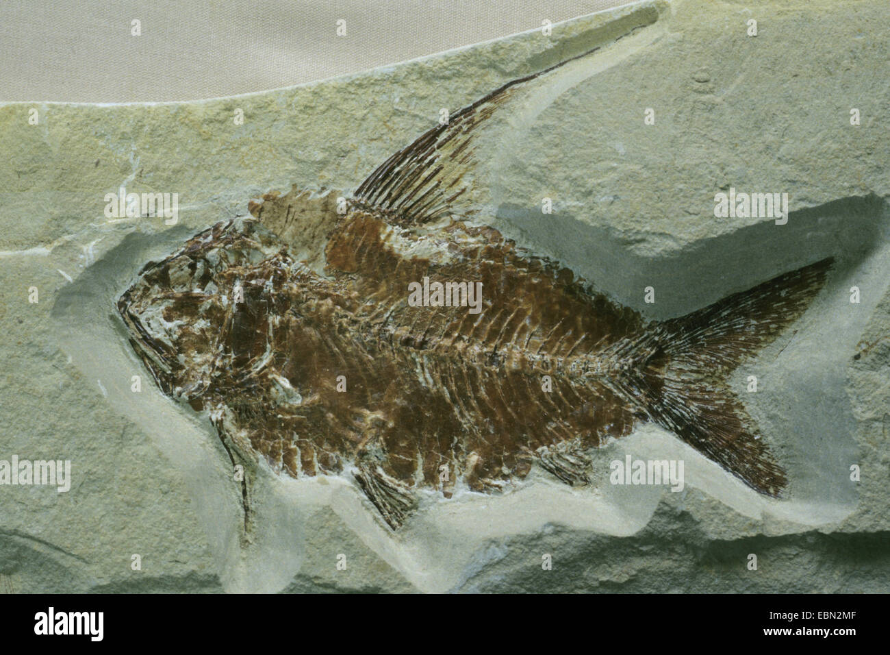 Nemotonotus (Nemotonotus longispinus), fossil, Lebanon Stock Photo - Alamy