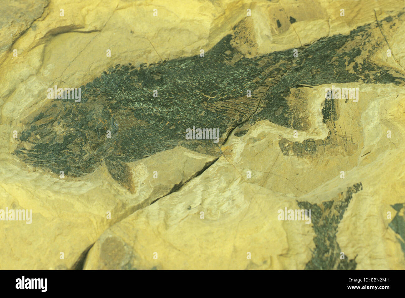 Paramblypterus (Paramblypterus gelberti), fossil in Lower Rotgliegend ...