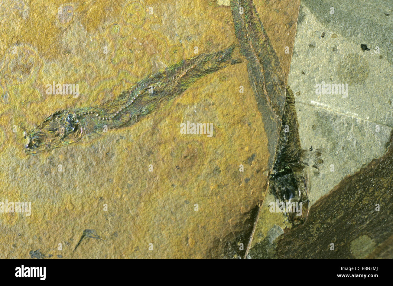 Neocluvarus (Neocluvarus spec.), fossilised fishes from the Fur ...