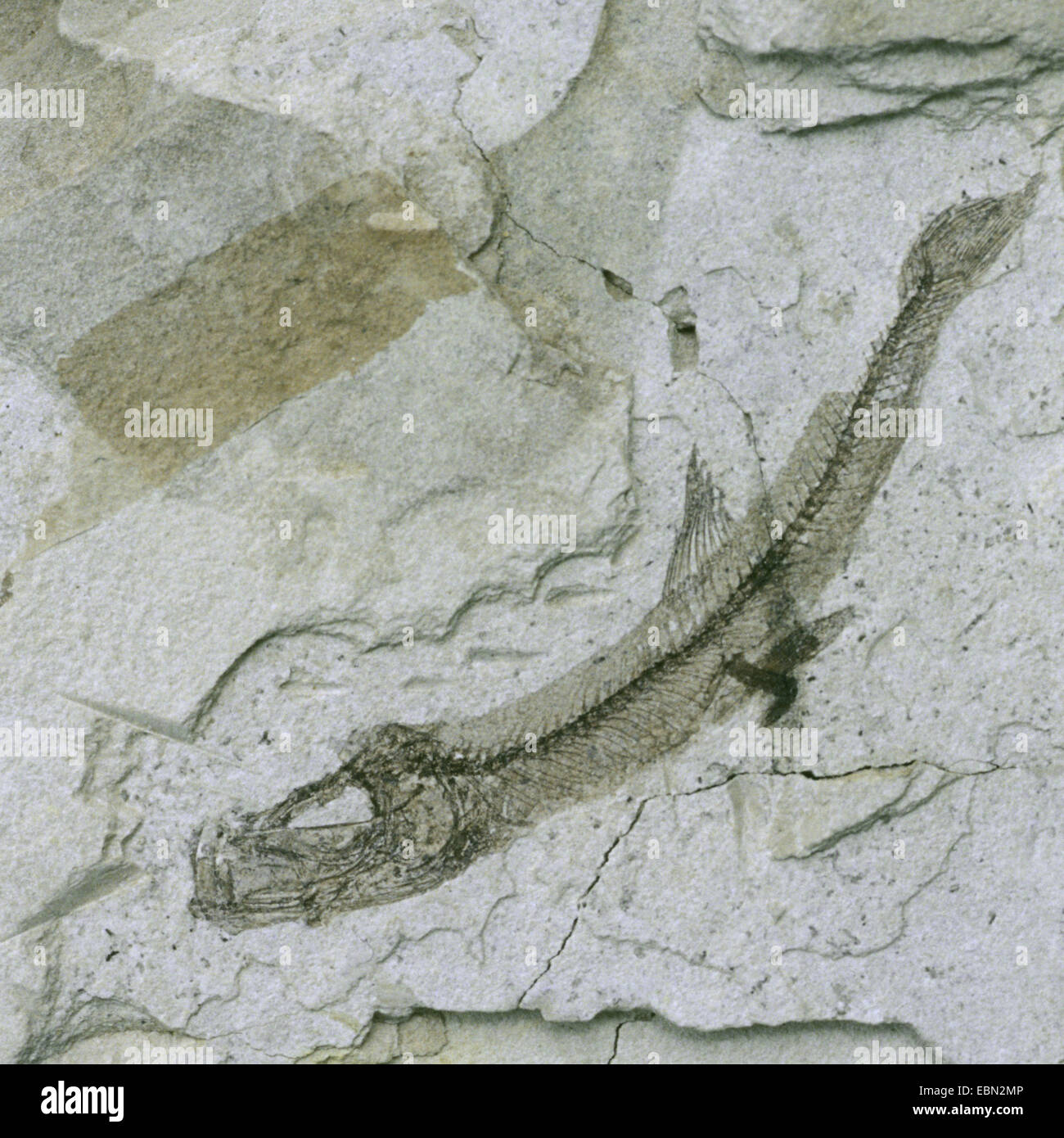 Fossil from fur formation from palaeocene eocene hi-res stock ...