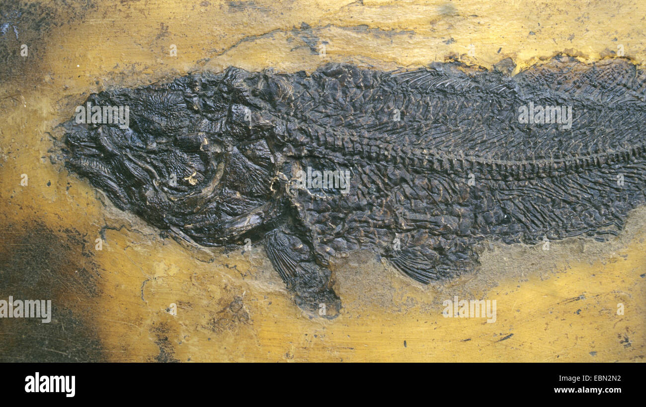 Bowfin (Cycluruas kehreri, Amia kehreri), extinct bowfin from eocene ...